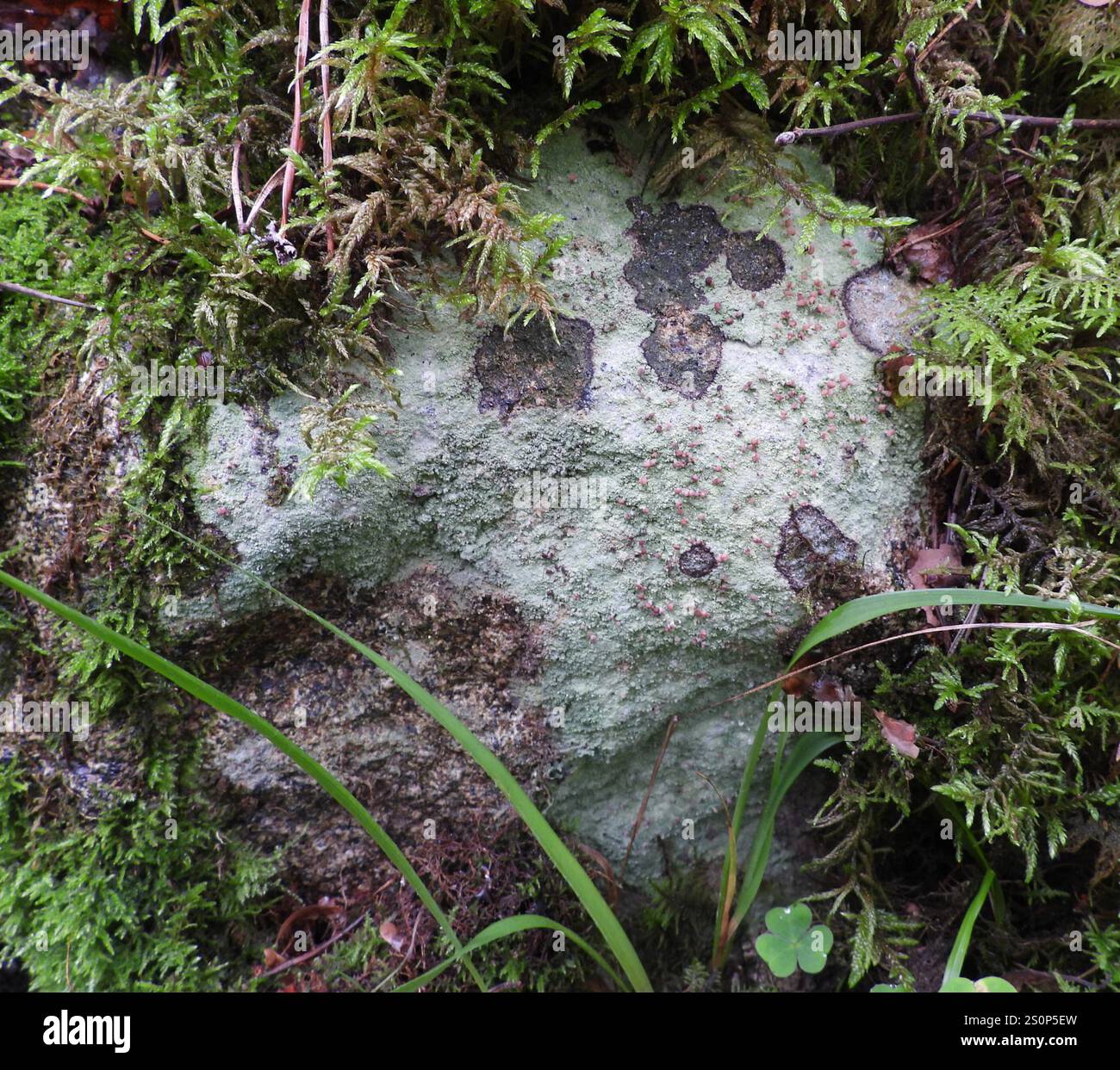 Brown Beret Lichen (Baeomyces rufus Stock Photo - Alamy