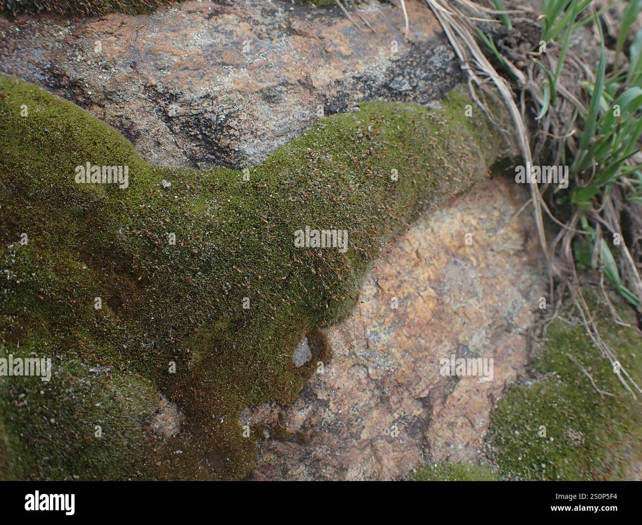 Rock Mosses (Grimmiaceae Stock Photo - Alamy