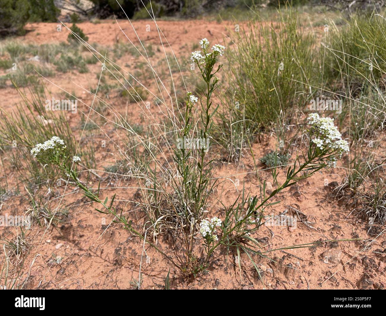 Mountain Pepperweed (Lepidium montanum Stock Photo - Alamy