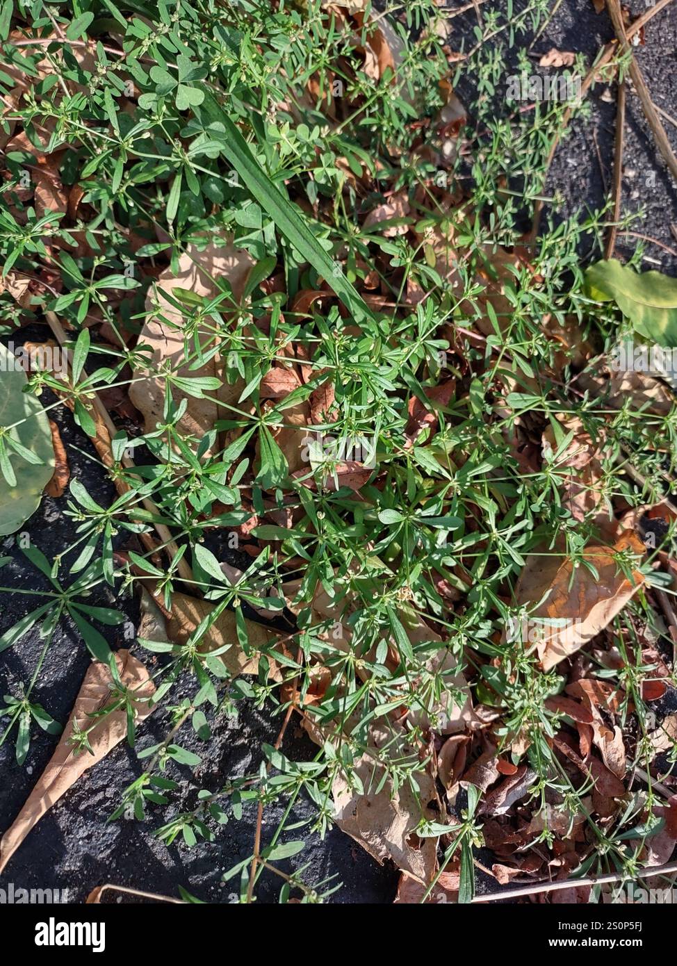 green carpetweed (Mollugo verticillata Stock Photo - Alamy