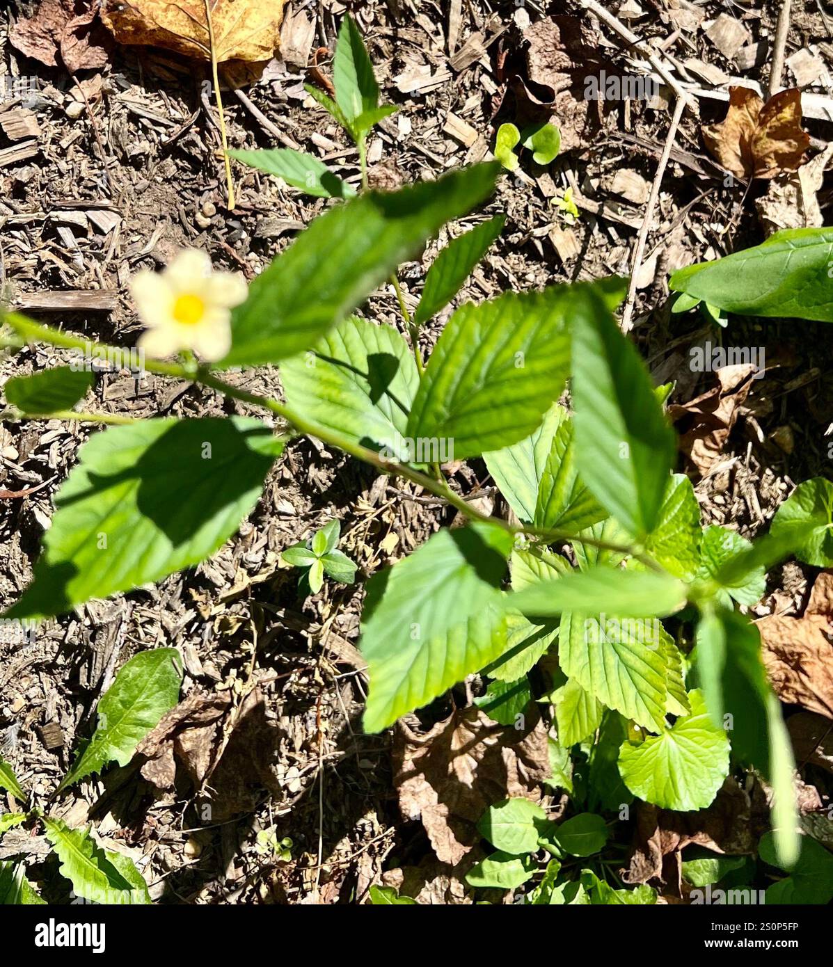 prickly fanpetals (Sida spinosa Stock Photo - Alamy