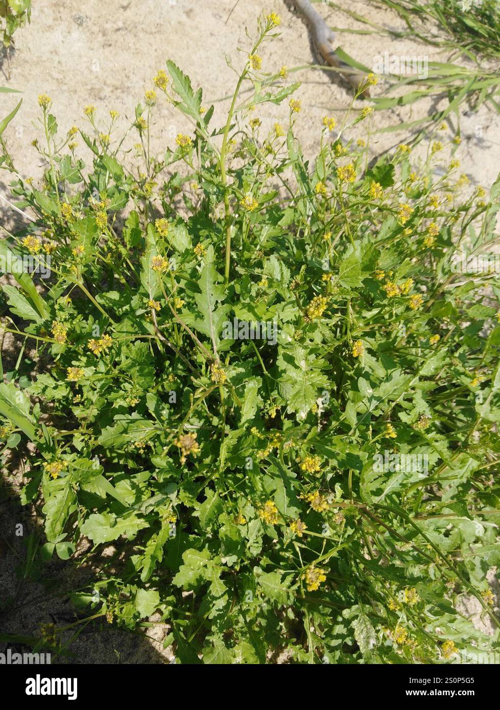 Bog Yellowcress (Rorippa palustris Stock Photo - Alamy