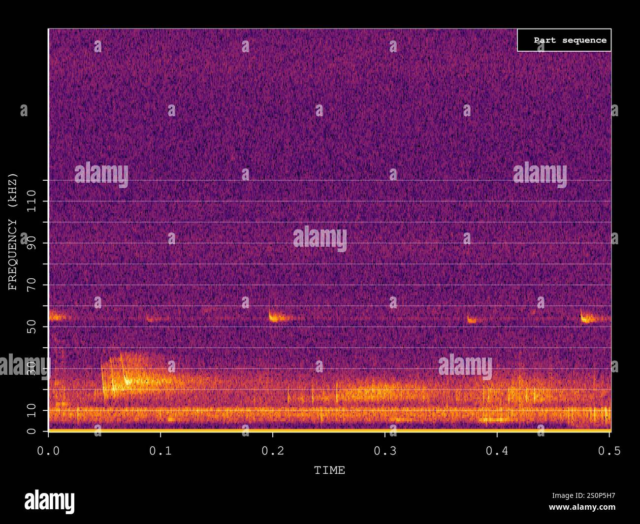 Pygmy Pipistrelle (Pipistrellus pygmaeus Stock Photo - Alamy