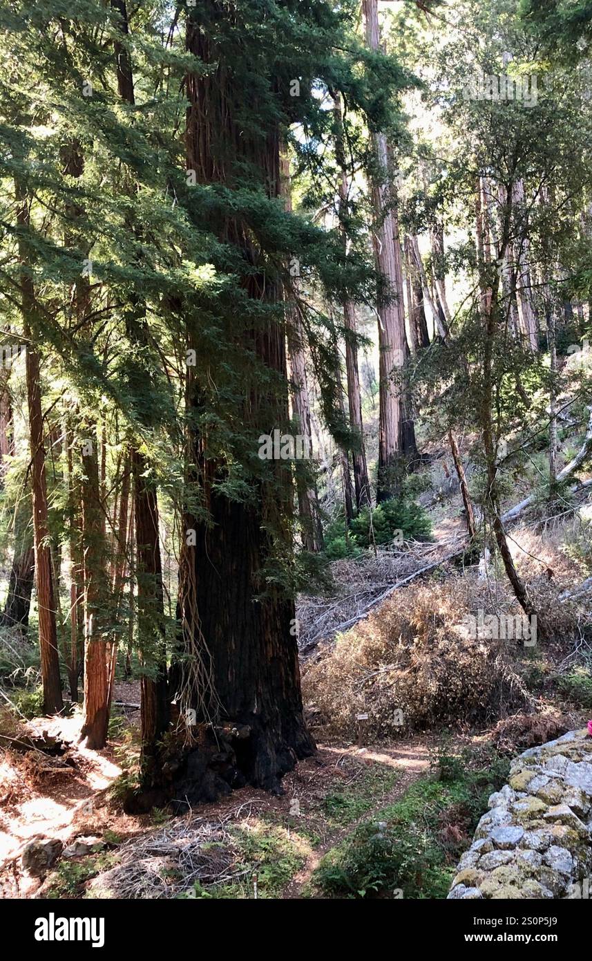 coast redwood (Sequoia sempervirens Stock Photo - Alamy