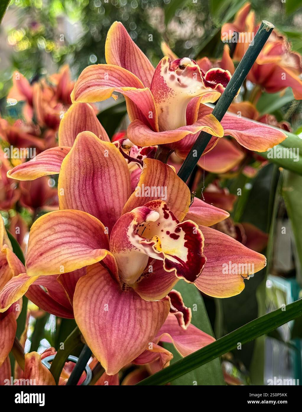 Orchid, Cymbidium, Claude Pepper, "Musketeer Stock Photo - Alamy