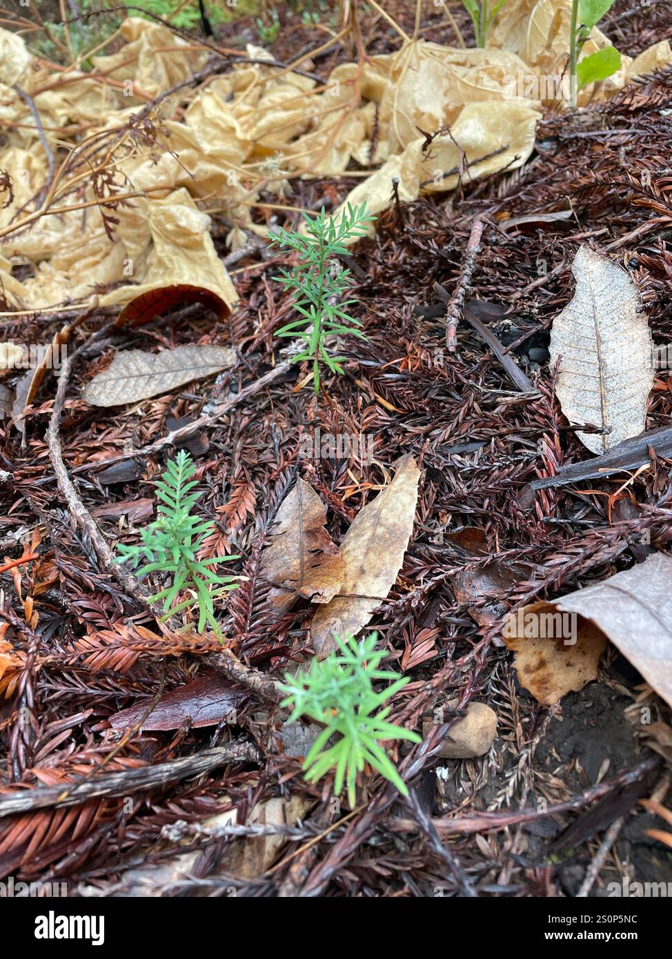 coast redwood (Sequoia sempervirens Stock Photo - Alamy