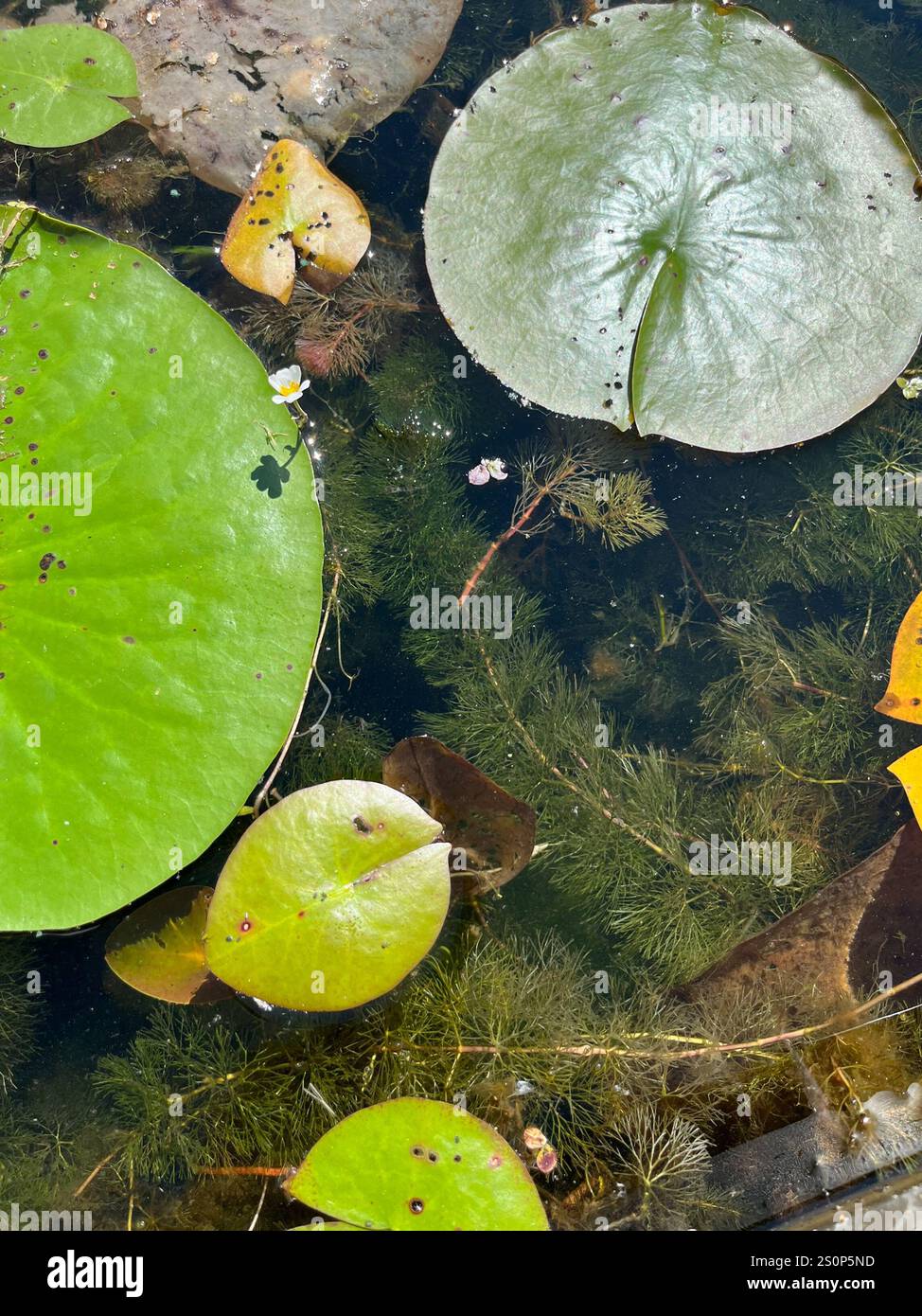 Carolina Fanwort (Cabomba caroliniana Stock Photo - Alamy