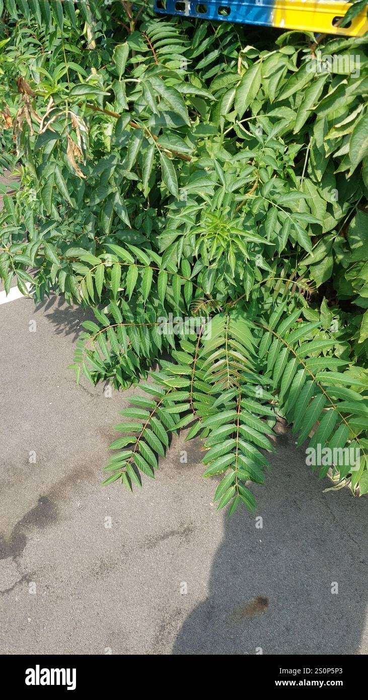 tree-of-heaven (Ailanthus altissima Stock Photo - Alamy