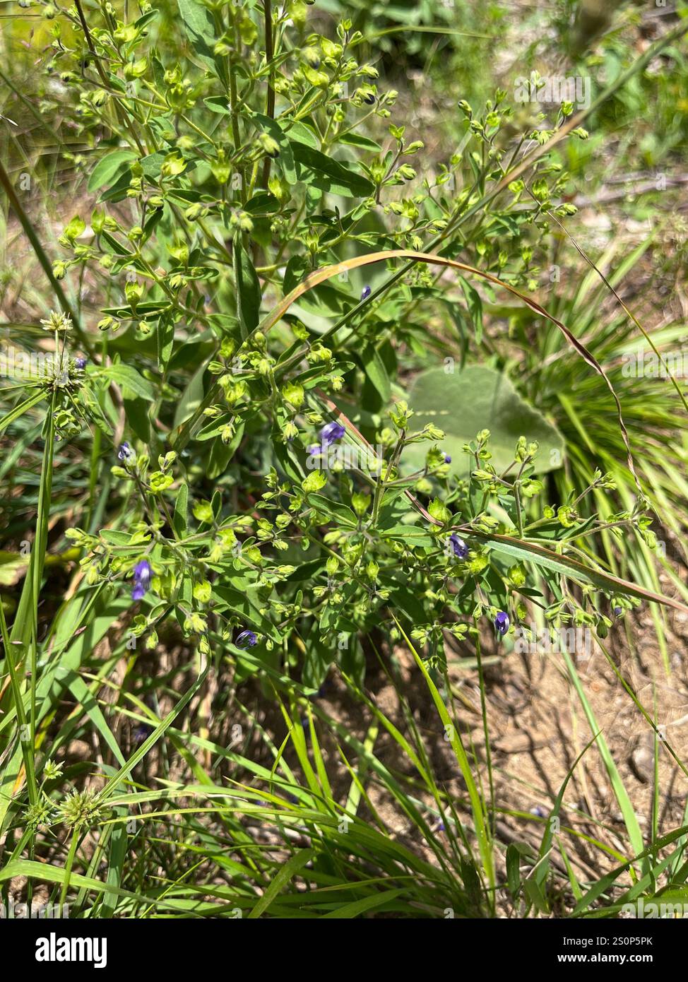 Blue Curls (Trichostema dichotomum Stock Photo - Alamy