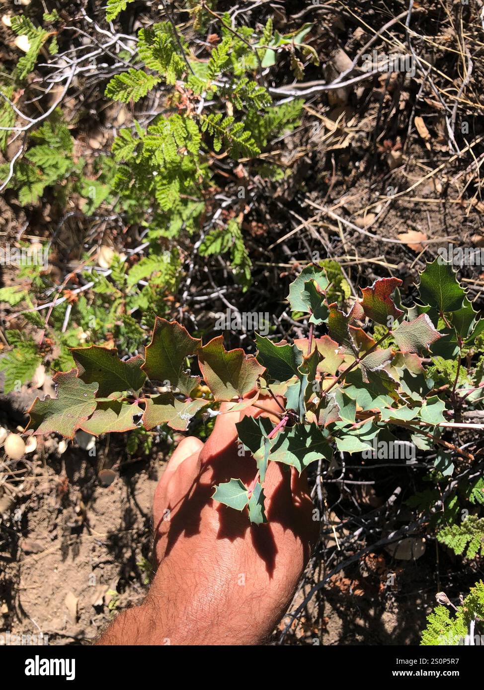 Shining Netvein Barberry (Berberis dictyota Stock Photo - Alamy