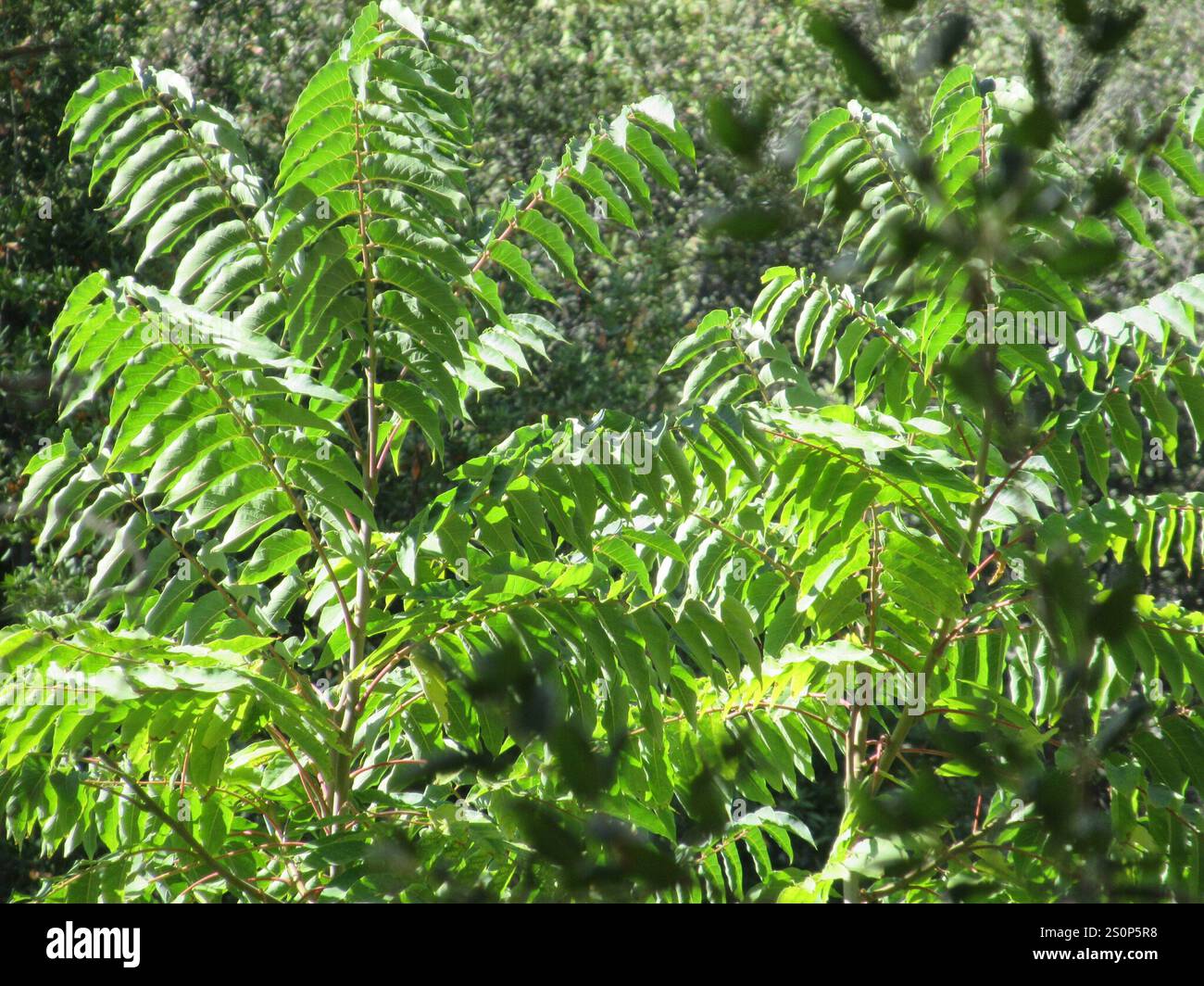 northern California black walnut (Juglans hindsii Stock Photo - Alamy