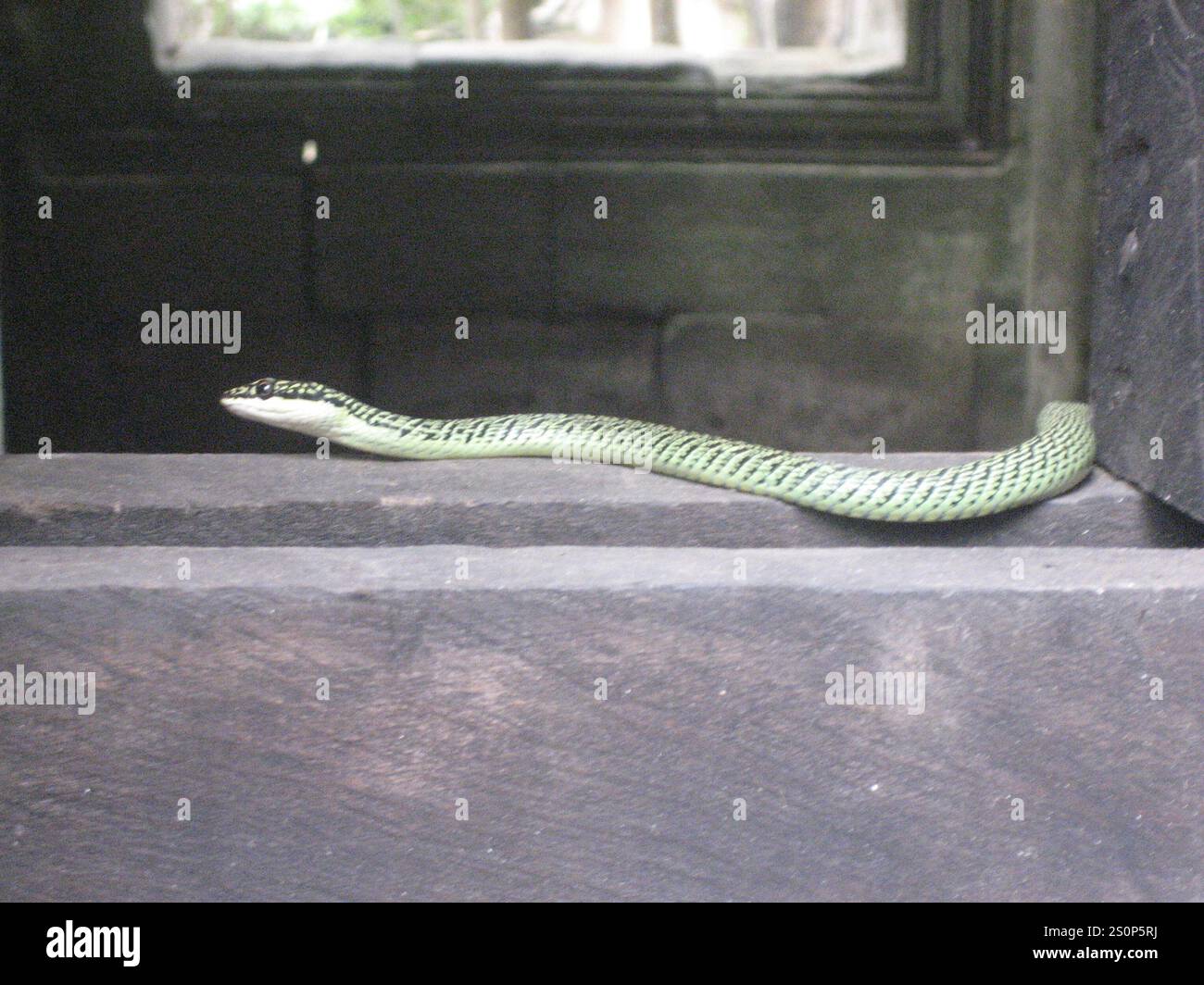 Chrysopelea ornata hi-res stock photography and images - Alamy