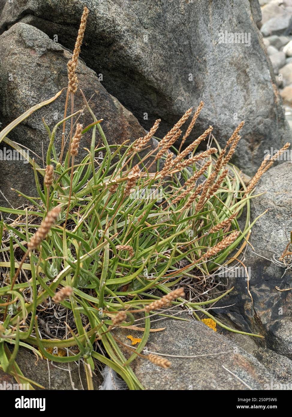 Sea Plantain (Plantago maritima Stock Photo - Alamy