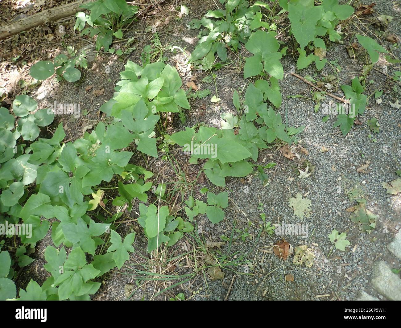 rattlesnake roots (Nabalus Stock Photo - Alamy