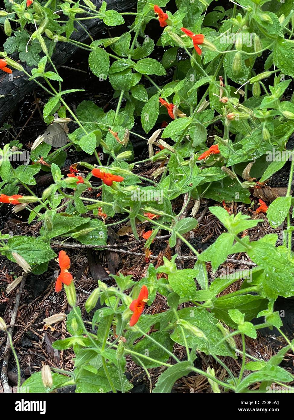scarlet monkeyflower (Erythranthe cardinalis Stock Photo - Alamy