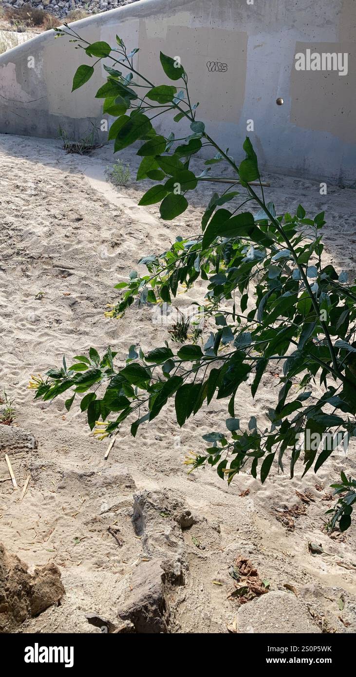 tree tobacco (Nicotiana glauca Stock Photo - Alamy