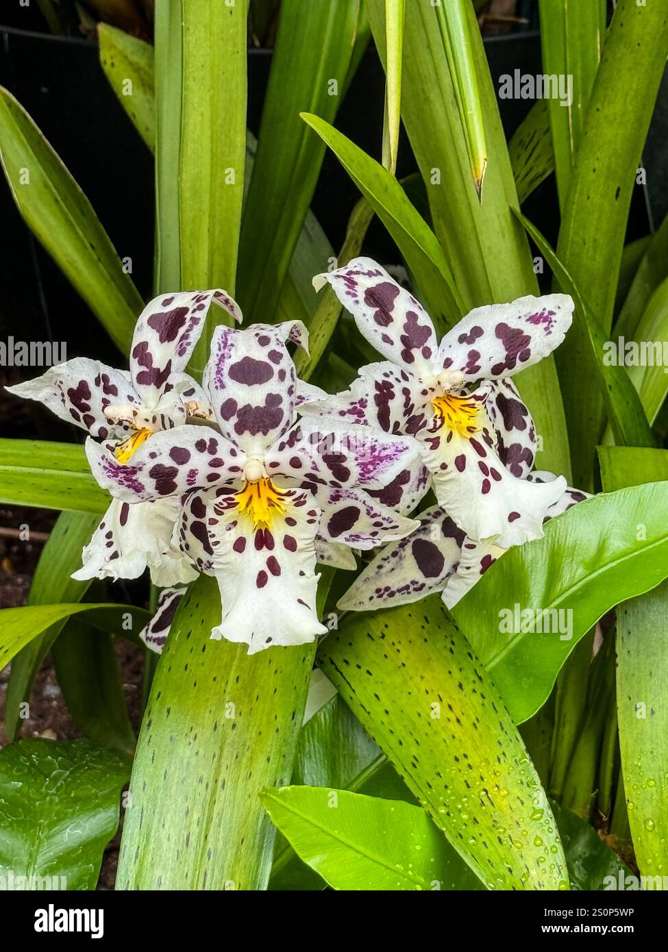 Orchid, Aliceara, Tropic Lily, Hybrid Stock Photo - Alamy
