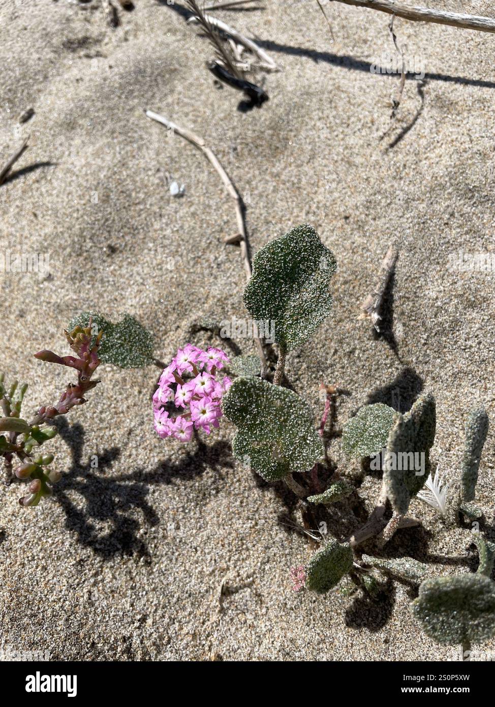 Pink Sand Verbena (Abronia umbellata Stock Photo - Alamy