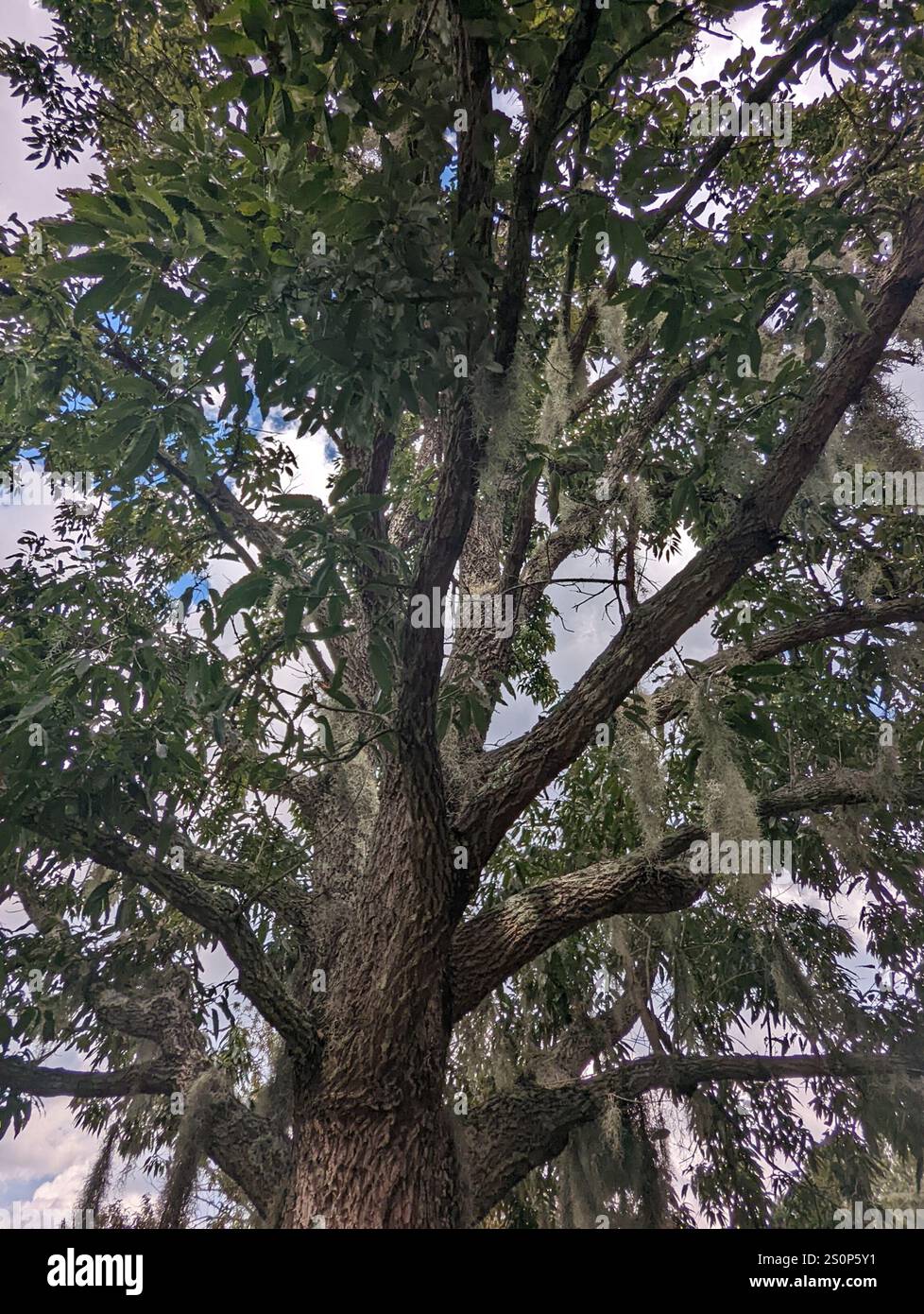 Sawtooth oak (Quercus acutissima Stock Photo - Alamy