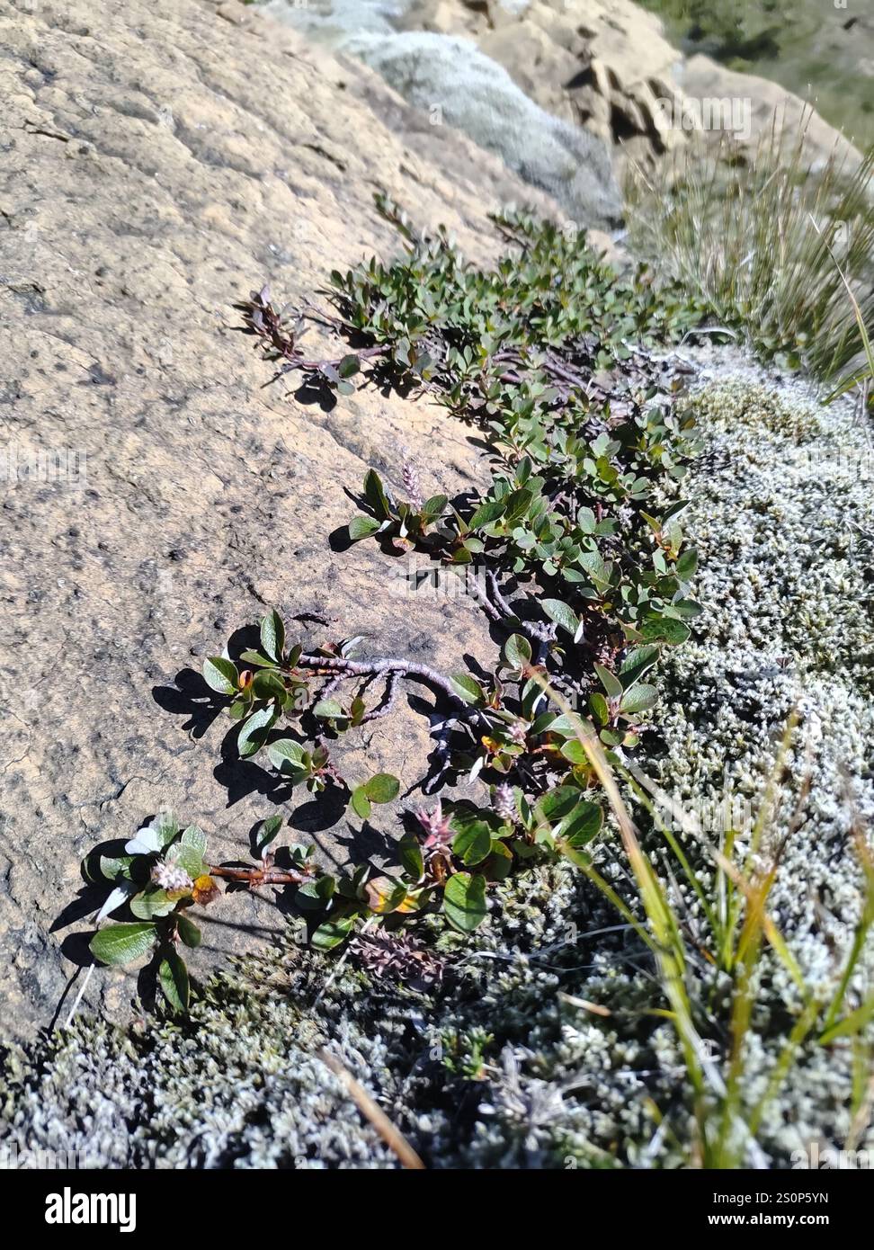 Arctic Willow (Salix arctophila Stock Photo - Alamy