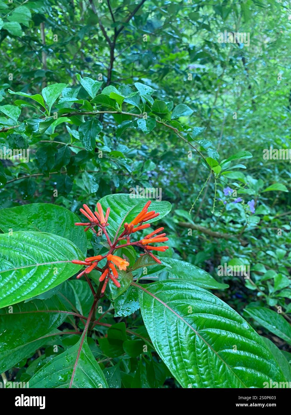 Firebush (Hamelia patens Stock Photo - Alamy