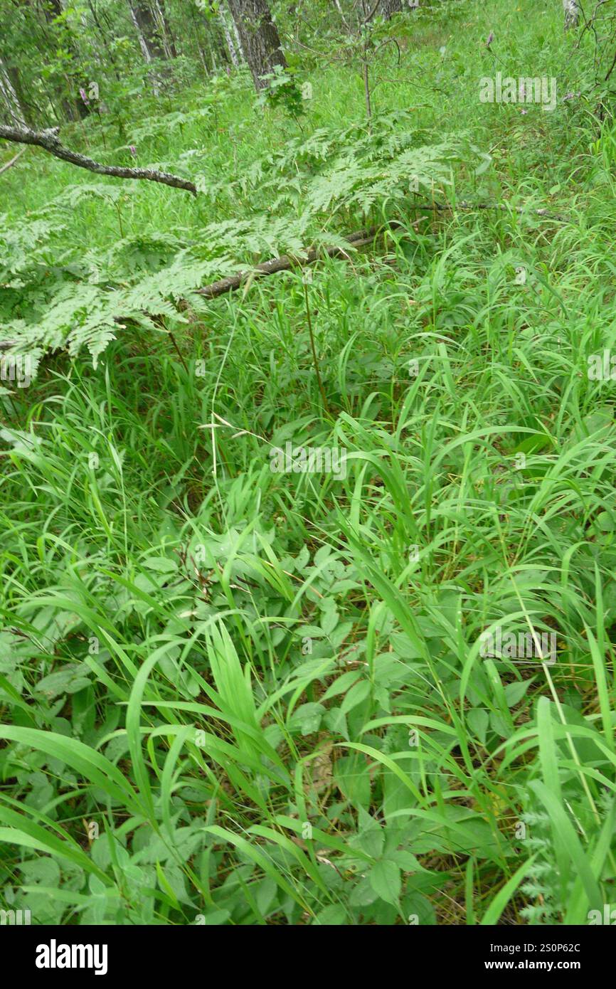 Tor-grass (Brachypodium pinnatum Stock Photo - Alamy