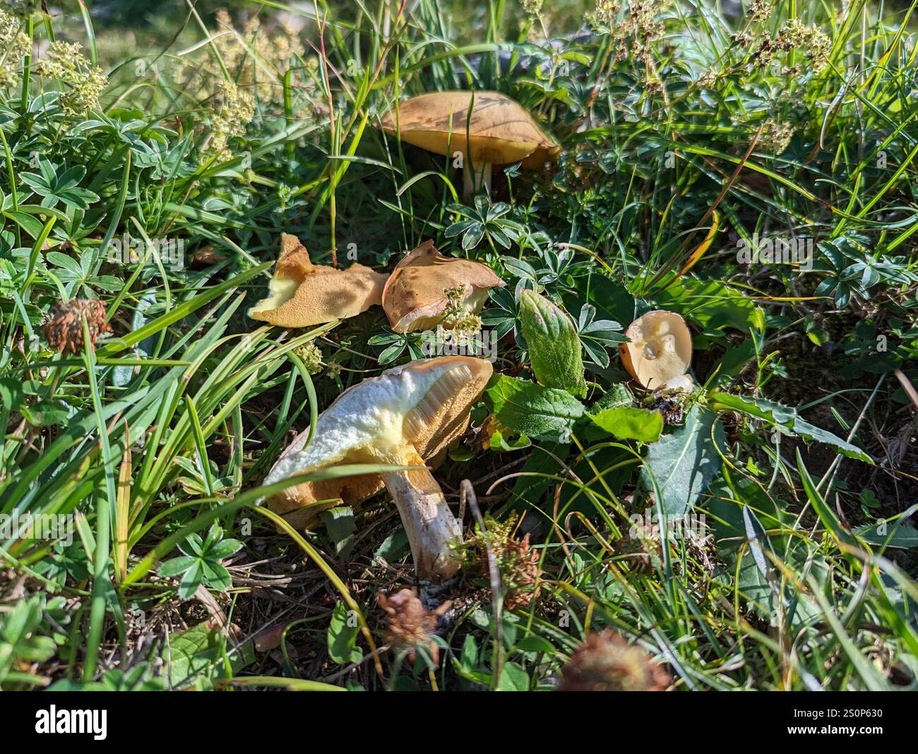 Dotted-stalked Suillus (Suillus granulatus Stock Photo - Alamy