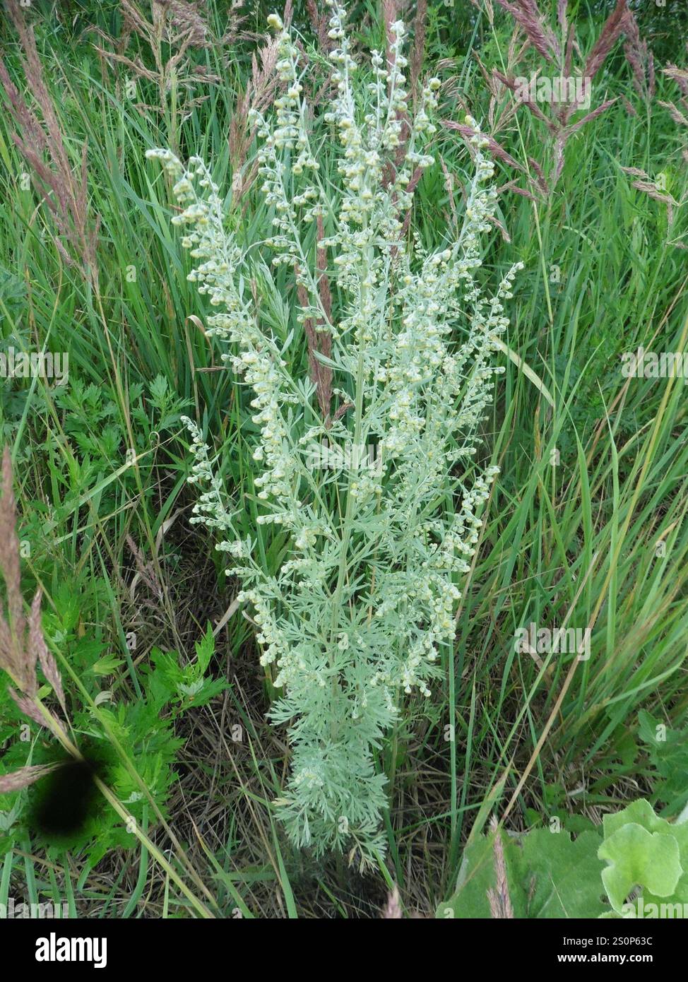 absinthe wormwood (Artemisia absinthium Stock Photo - Alamy