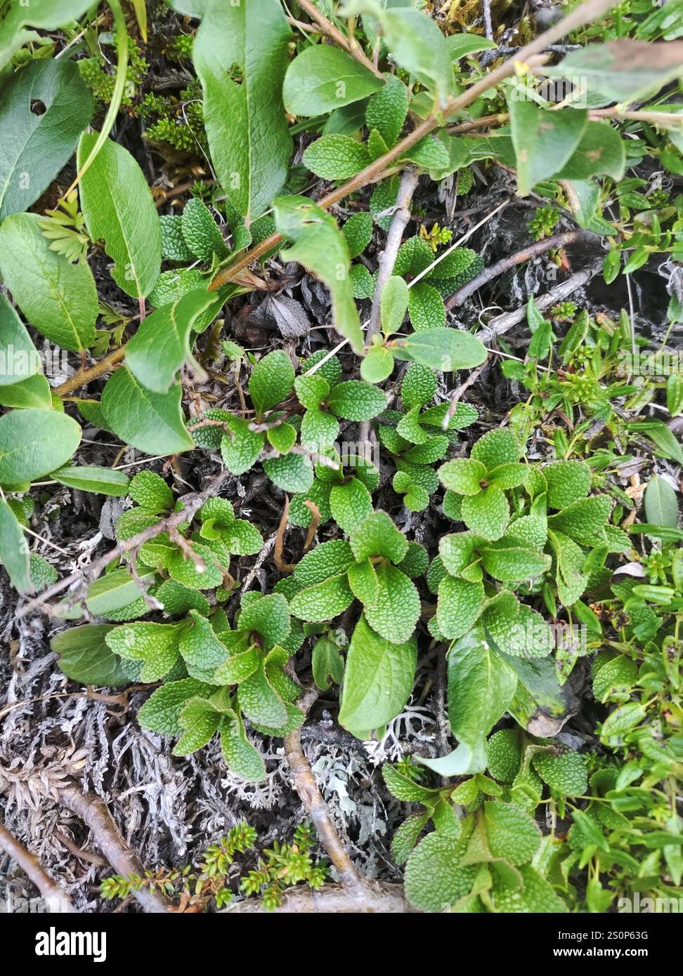alpine bearberry (Arctous alpina Stock Photo - Alamy