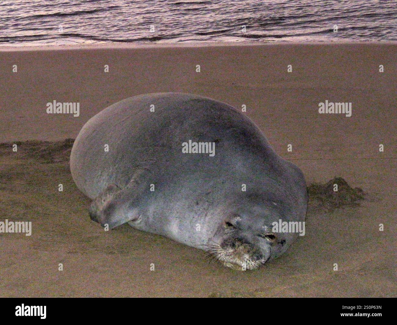 Hawaiian Monk Seal (Neomonachus schauinslandi Stock Photo - Alamy