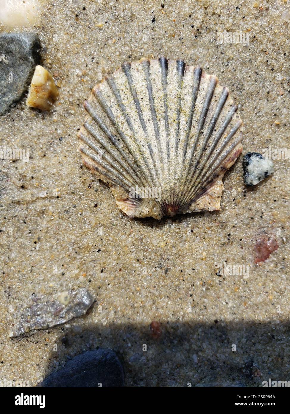 Atlantic Bay Scallop (Argopecten irradians Stock Photo - Alamy