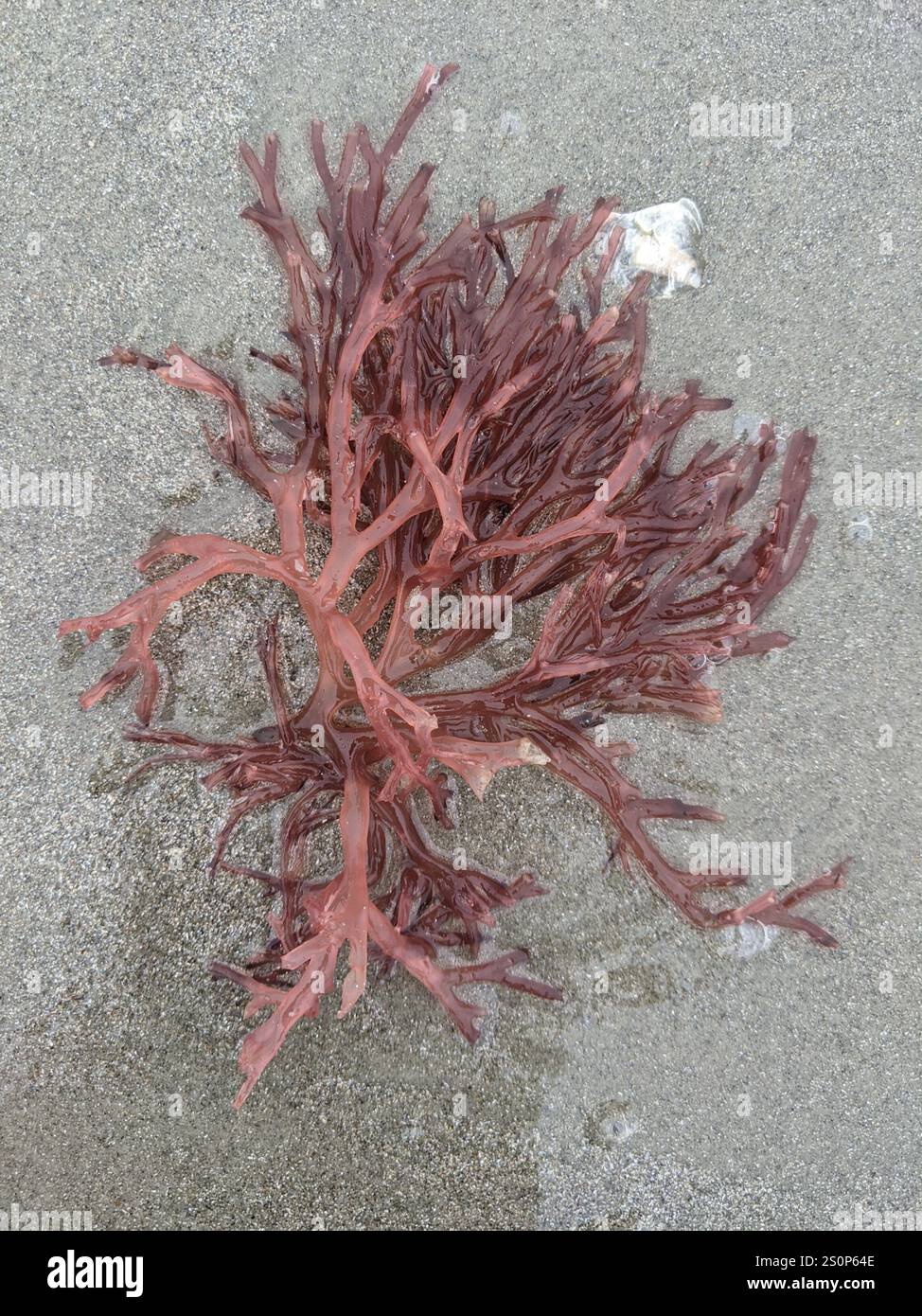 red algae (Rhodophyta Stock Photo - Alamy