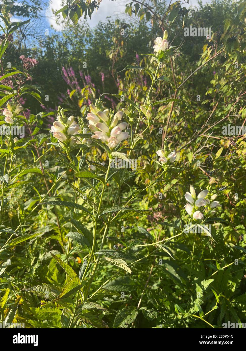 white turtlehead (Chelone glabra Stock Photo - Alamy
