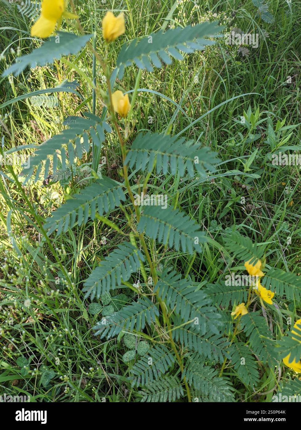 partridge pea (Chamaecrista fasciculata Stock Photo - Alamy