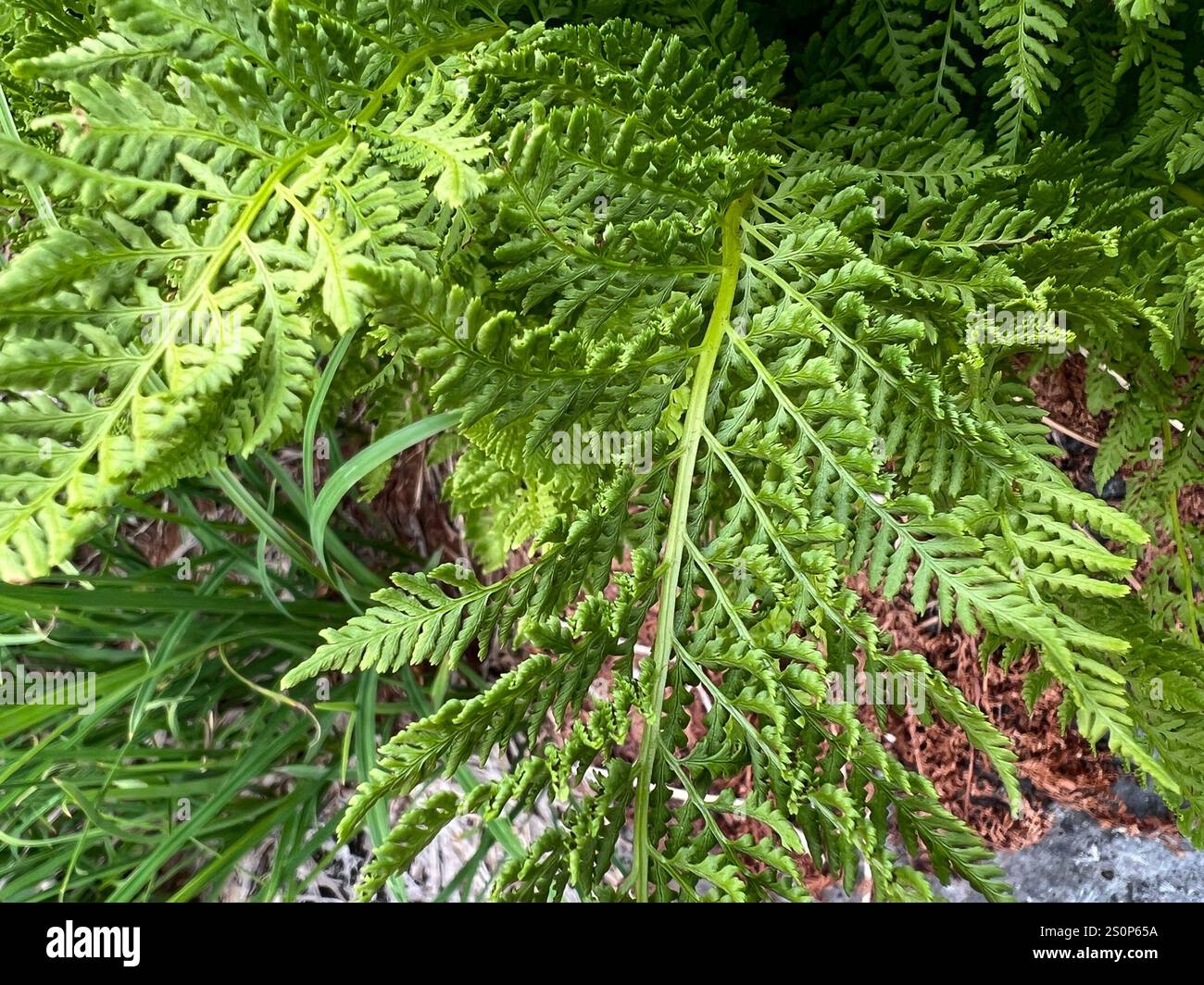 American Alpine Lady Fern (Athyrium americanum Stock Photo - Alamy