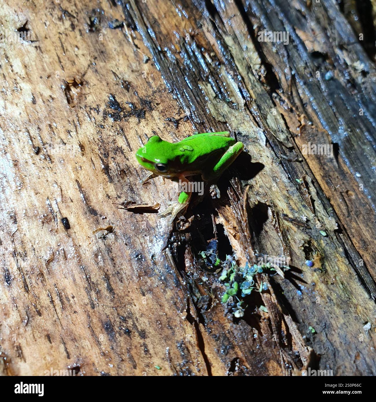 Eastern Dwarf Tree Frog (Litoria fallax Stock Photo - Alamy