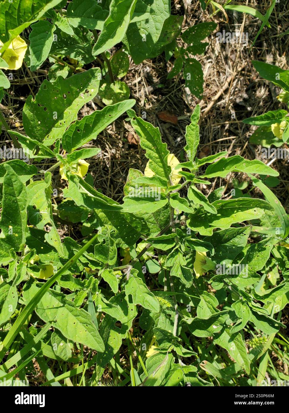 long-leaved groundcherry (Physalis longifolia Stock Photo - Alamy
