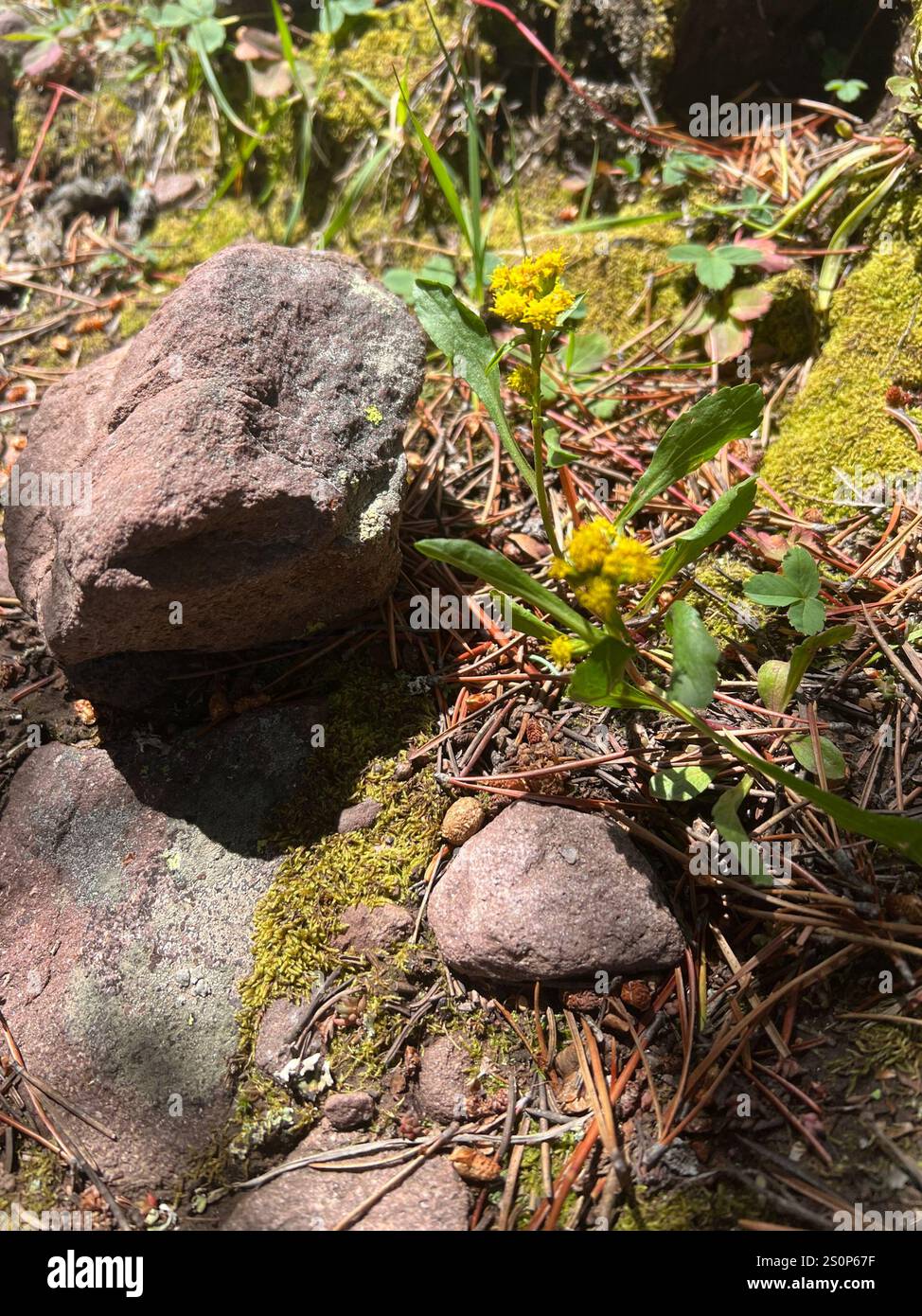 northern goldenrod (Solidago multiradiata Stock Photo - Alamy