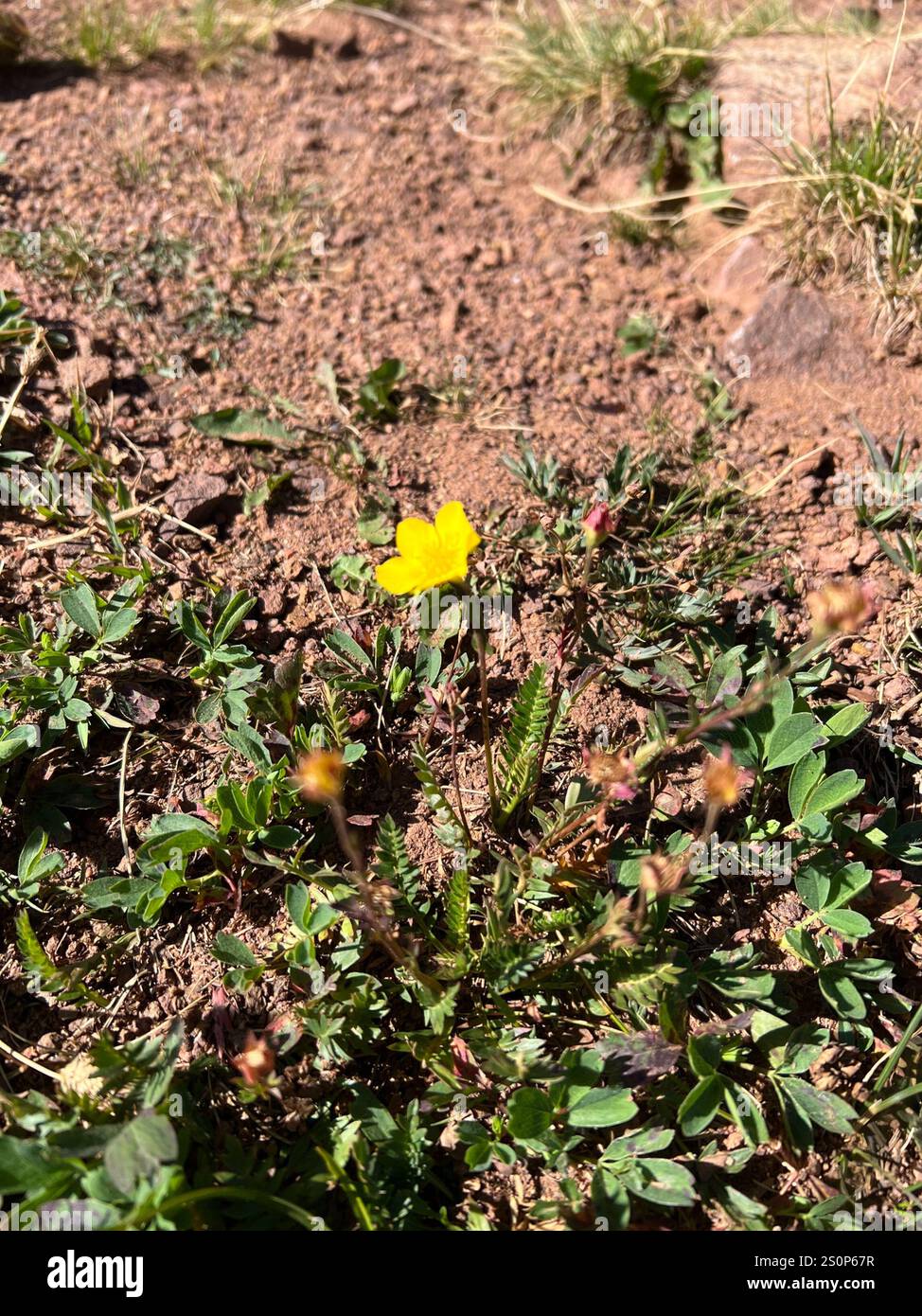 Ross' Avens (Geum rossii Stock Photo - Alamy