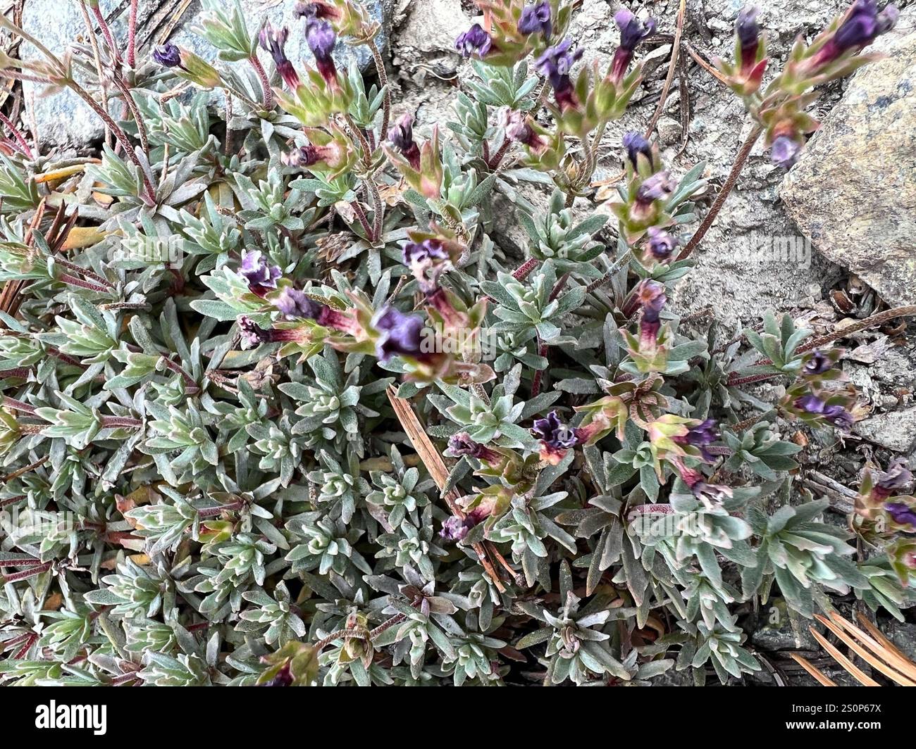 snow dwarf primrose (Androsace nivalis Stock Photo - Alamy