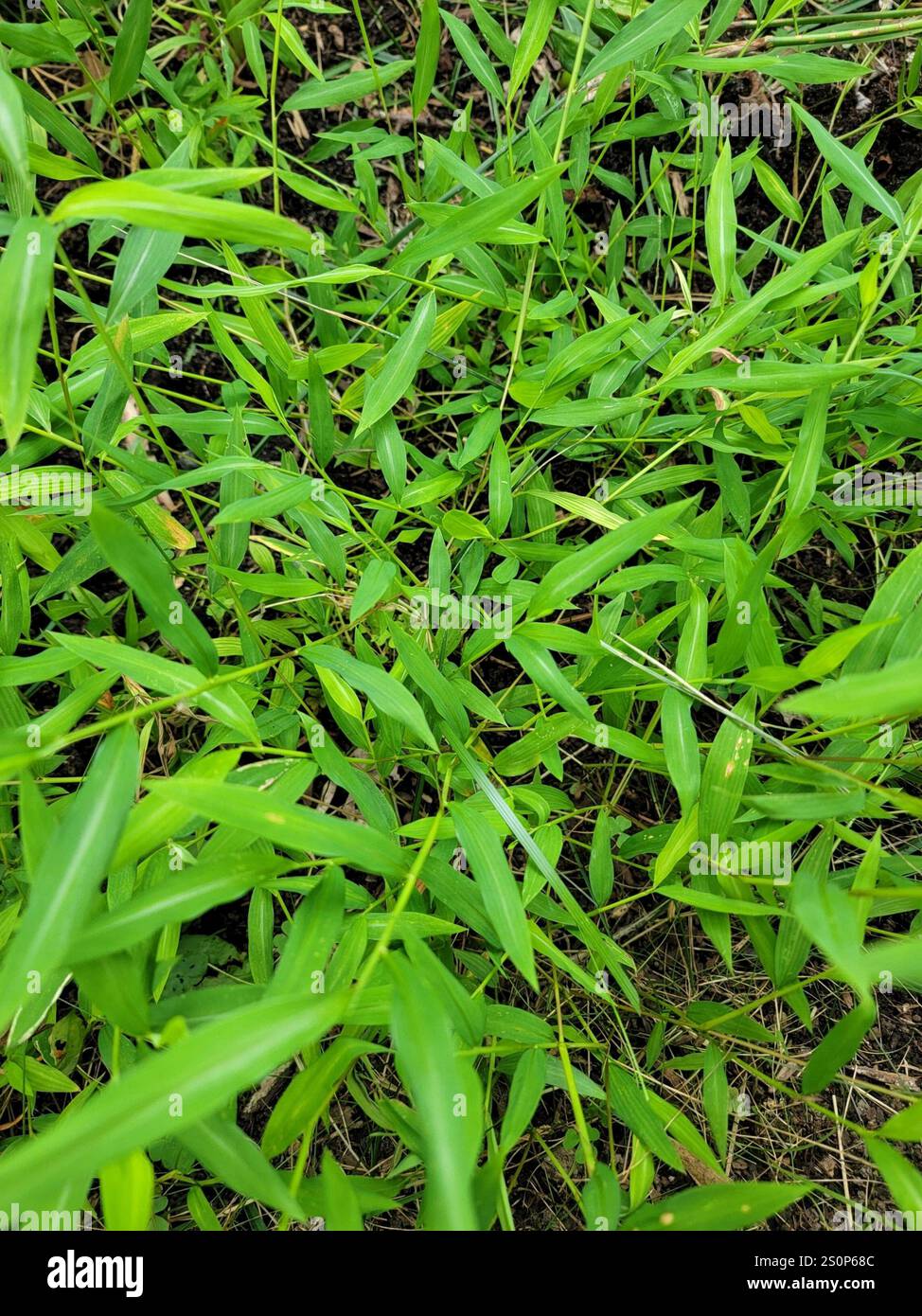 Japanese stiltgrass (Microstegium vimineum Stock Photo - Alamy