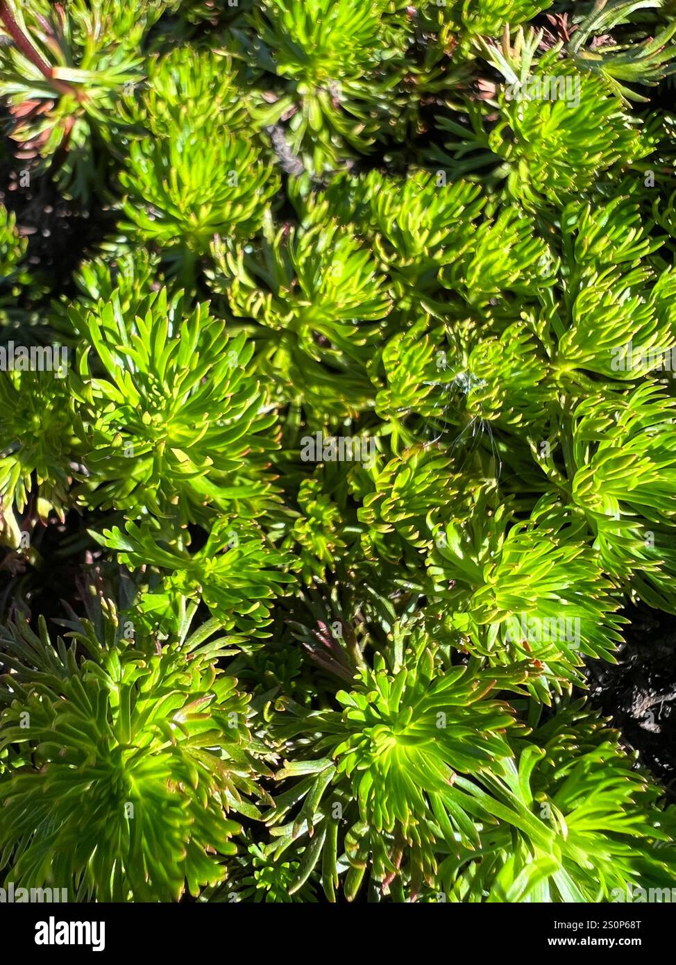 Partridgefoot (Luetkea pectinata Stock Photo - Alamy