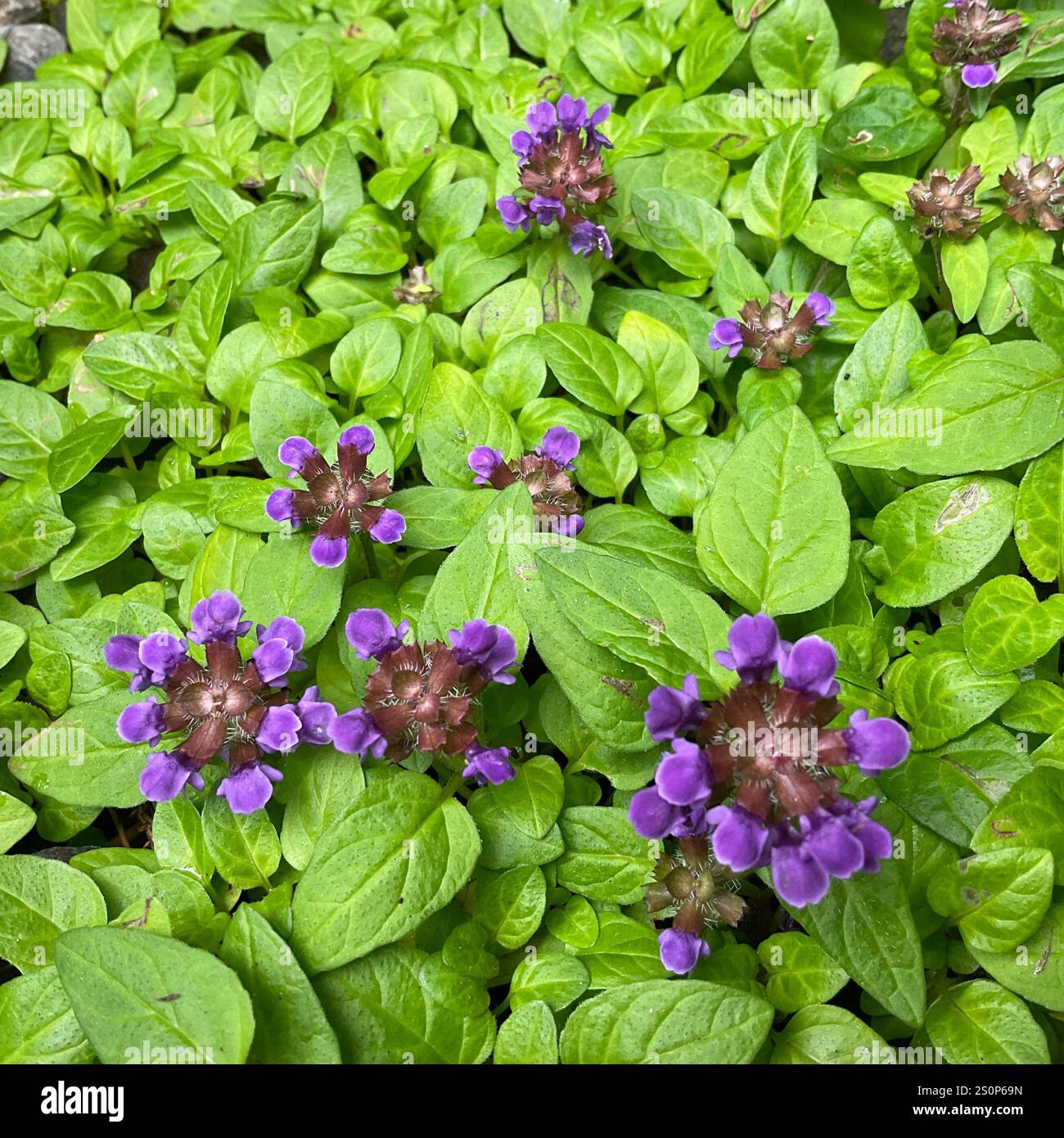 common selfheal (Prunella vulgaris Stock Photo - Alamy