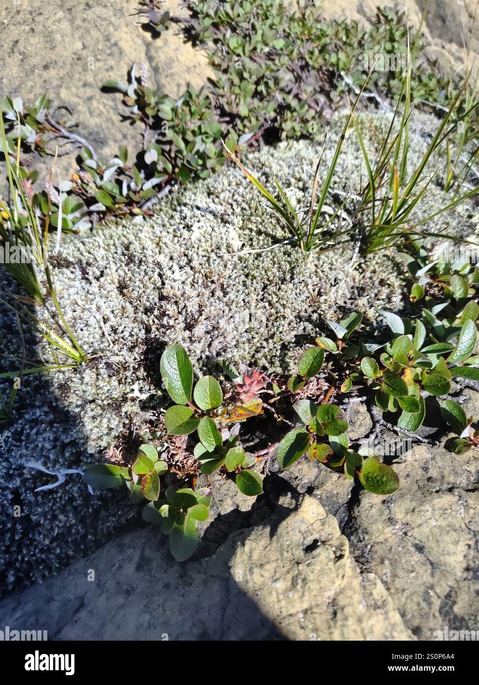 Arctic Willow (Salix arctophila Stock Photo - Alamy