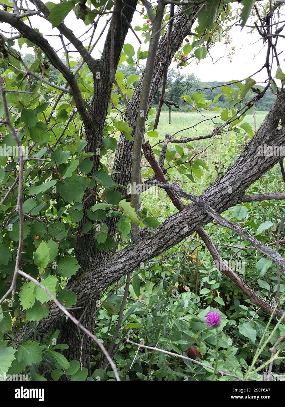 fireberry hawthorn (Crataegus chrysocarpa Stock Photo - Alamy