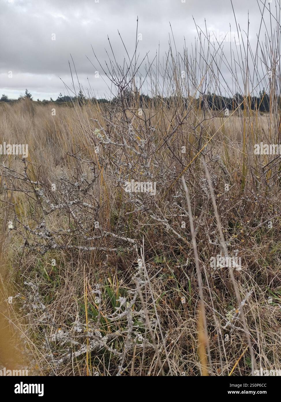 Canterbury Plains tree daisy (Olearia adenocarpa Stock Photo - Alamy