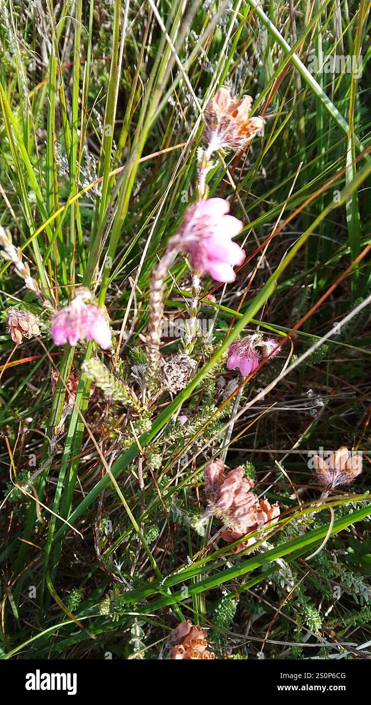 Cross-leaved Heath (Erica tetralix Stock Photo - Alamy