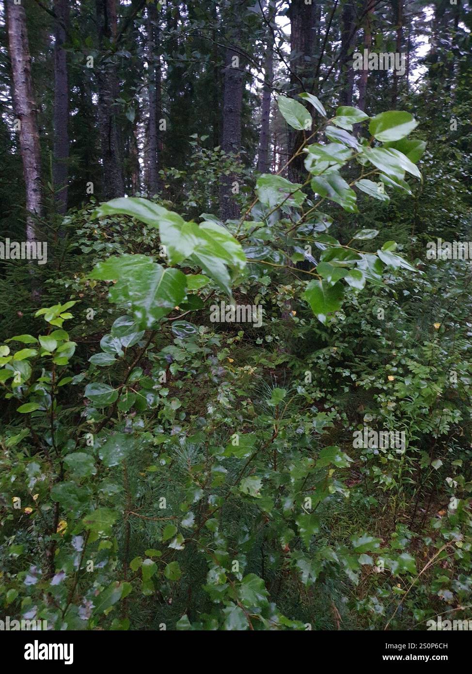 balsam poplar (Populus balsamifera Stock Photo - Alamy
