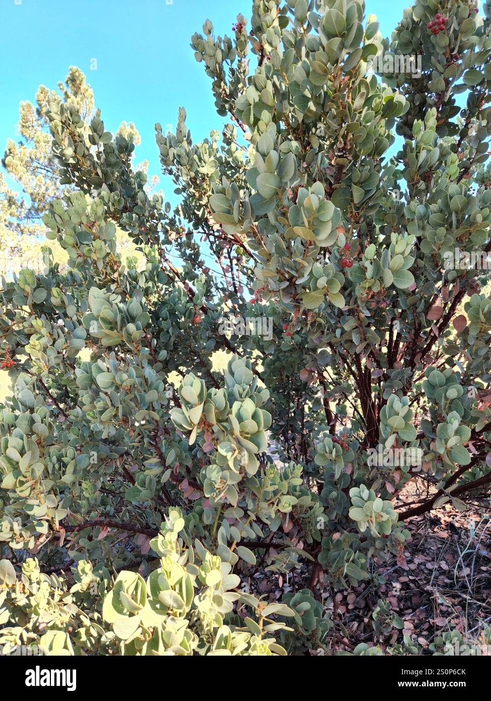 Pringle's manzanita (Arctostaphylos pringlei Stock Photo - Alamy