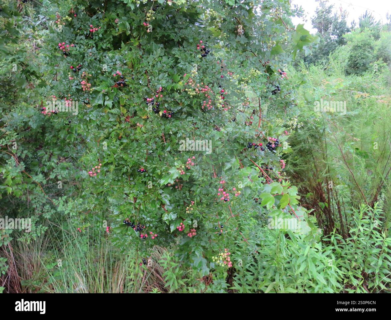 peppervine (Nekemias arborea Stock Photo - Alamy